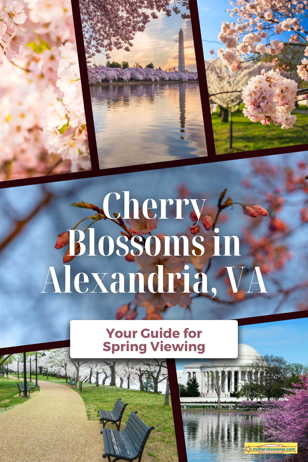 A Guide for Viewing Cherry Blossoms in Alexandria, Virginia ...